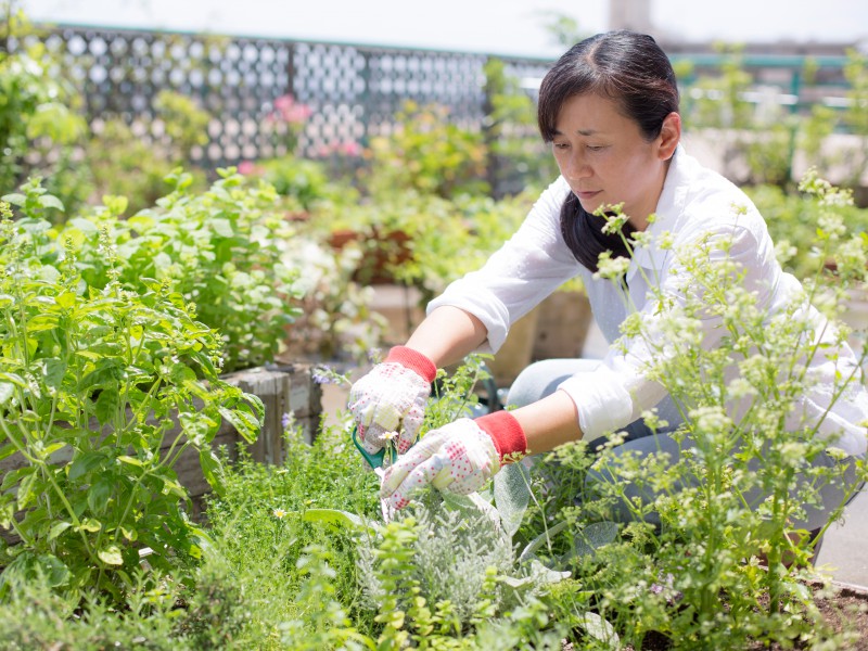 From garden to pharmacy — the cancer drug in your vegetables | Health ...