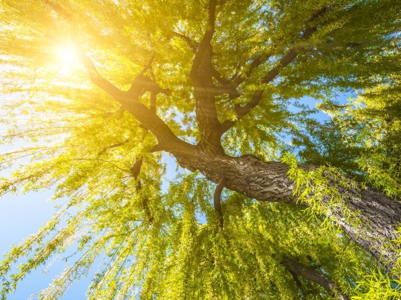 The willow compound with more anti-cancer potential than aspirin ...